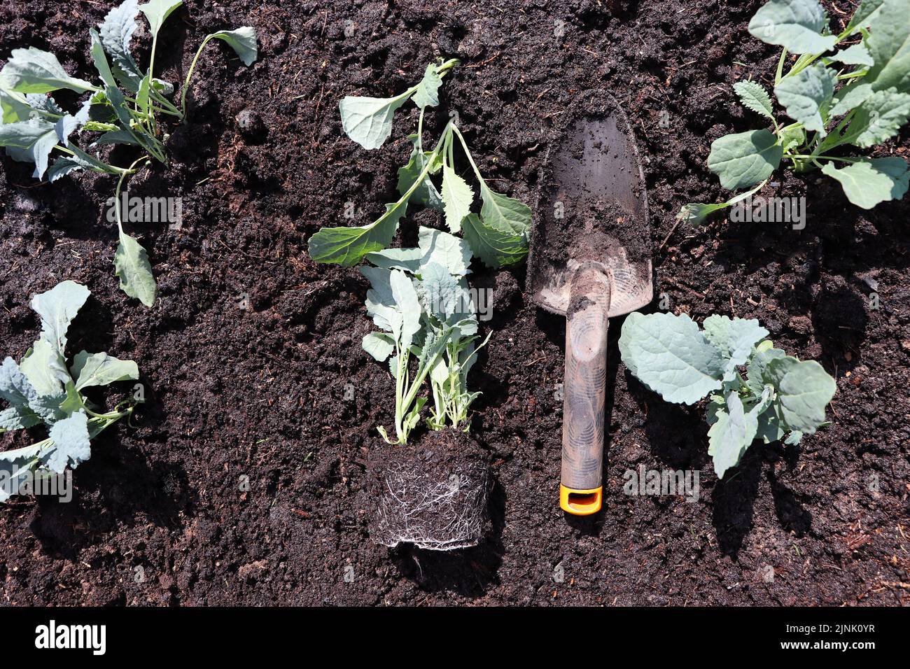 kale, gardening, planting, kales, plant care, tending of plants ...