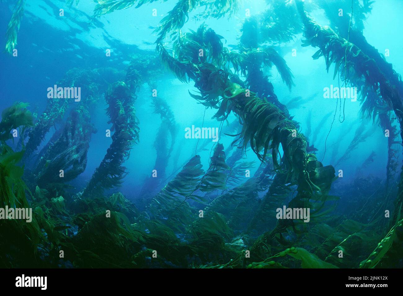 Water bladder usa hi-res stock photography and images - Alamy