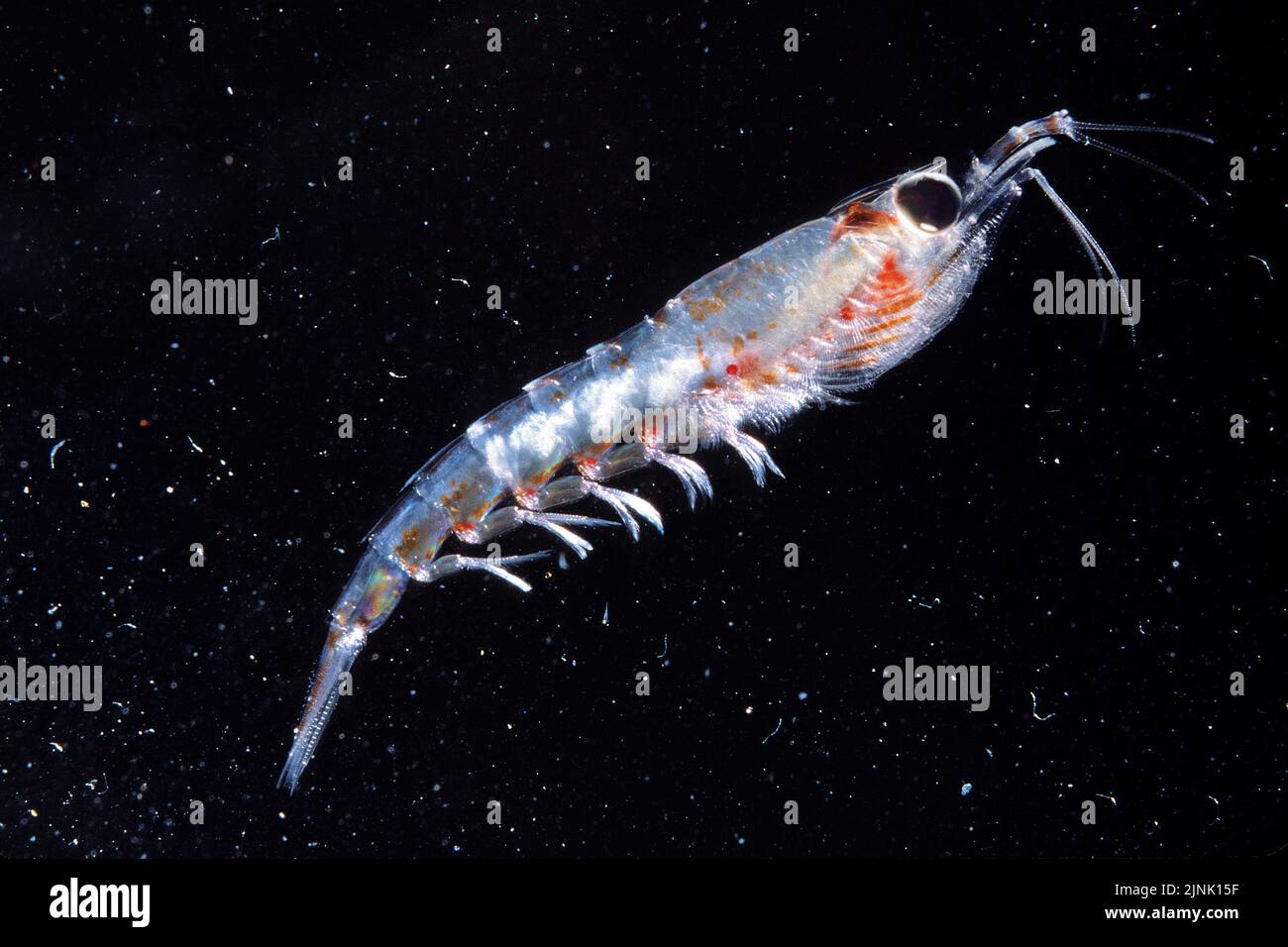 Antarctic krill euphausia superba crustacean malacostraca hi-res stock ...