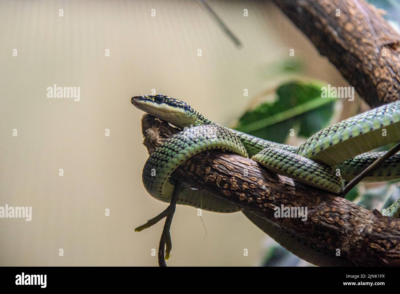 Bangkok, Thailand. 12th Aug, 2022. An Ornate Gliding Snake seen on ...