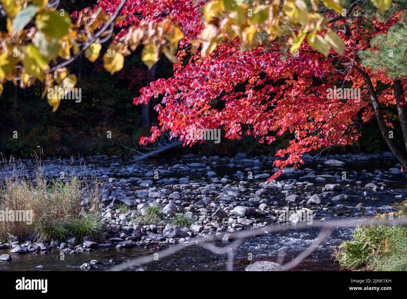 River and trees showing the beauty of autumn Stock Photo - Alamy