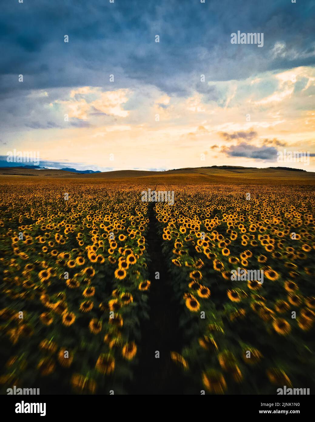 Aerial view pathway in Field of blooming sunflowers vibrant background ...