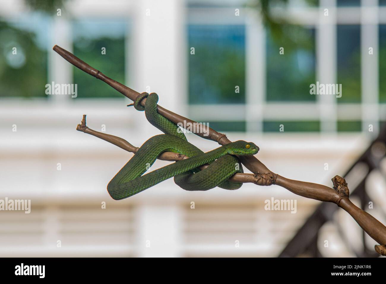 A Green Pit Viper seen during a snake show at the Queen Saovabha ...