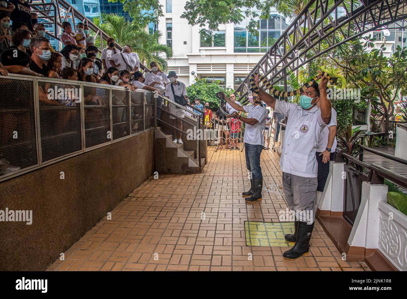 A Thai snake expert holds a Banded Krait Snake during a snake show ...
