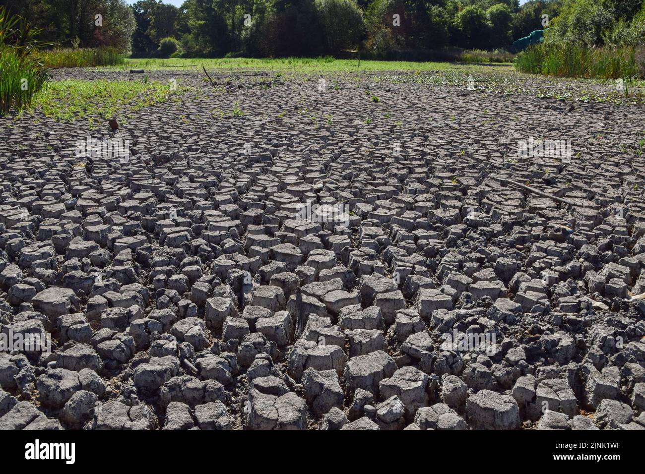 London, England, UK. 12th Aug, 2022. A completely dry large pond in ...
