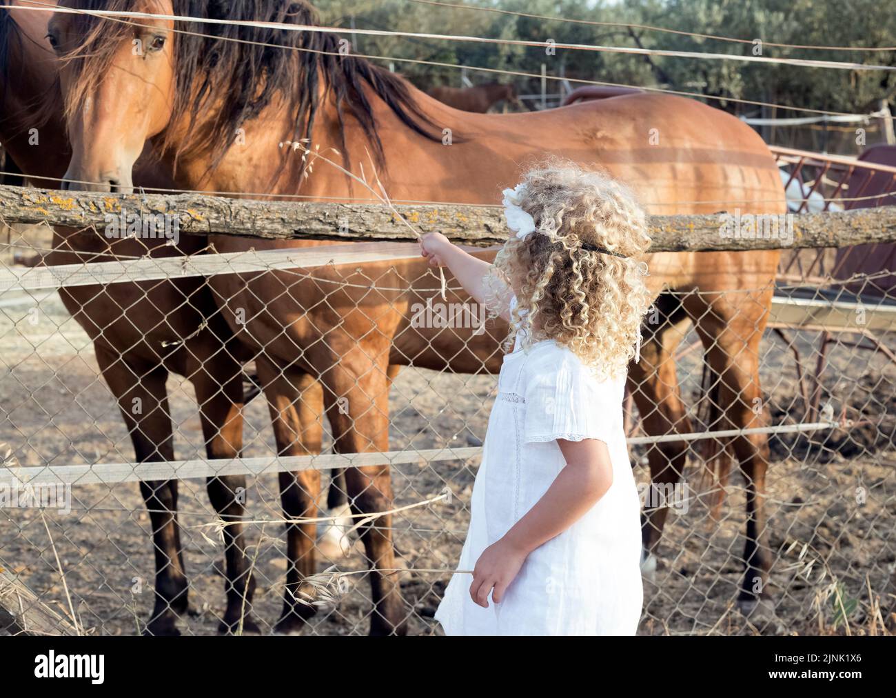 rural scene, childhood, paddock, country, country life, rural, rural ...