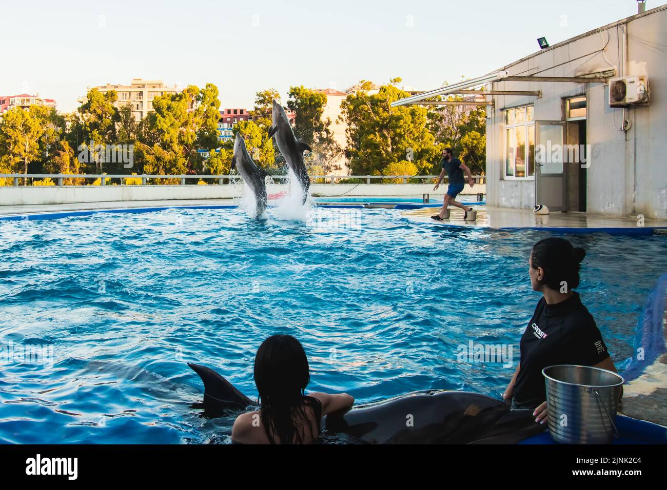 Batumi, Georgia - 28th july, 2022: two dolphins jump up in pool with ...
