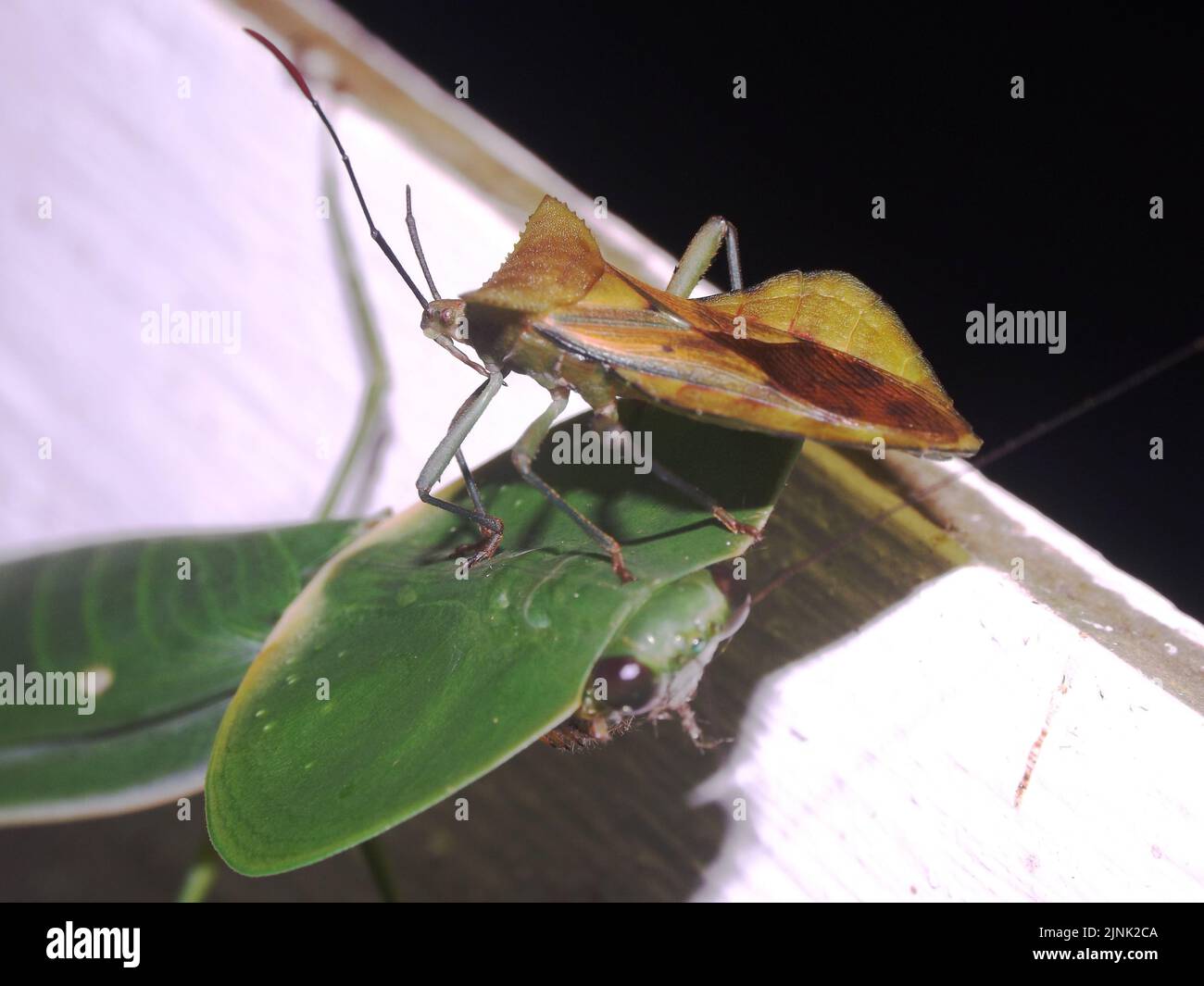 brown and cream Leaf-footed bug (Family Coreidae) on a green Leaf Mantis Choeradodis servillei ...