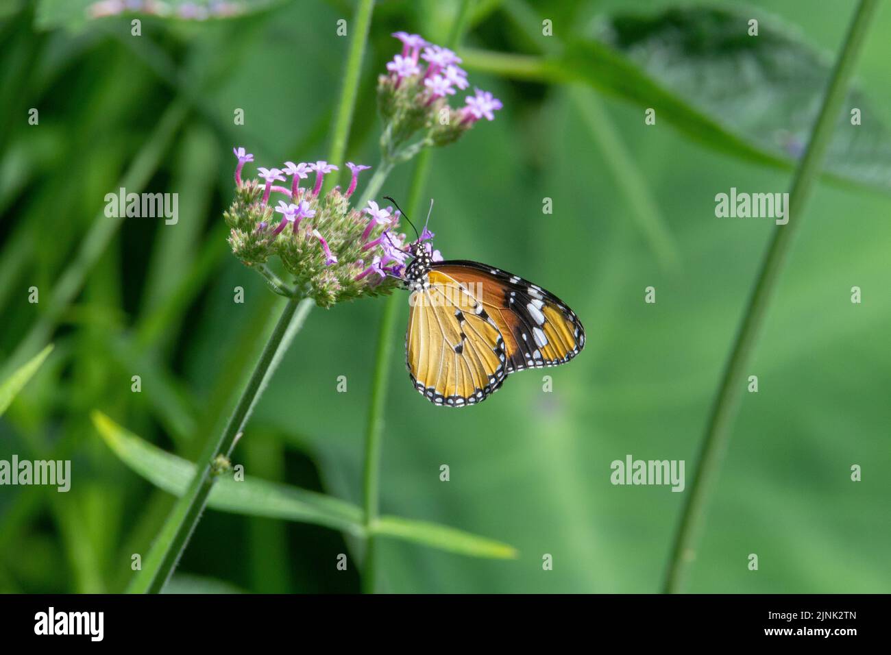 Plain Tiger butterfly (Danaus chrysippus chrysippus) with closed wings ...