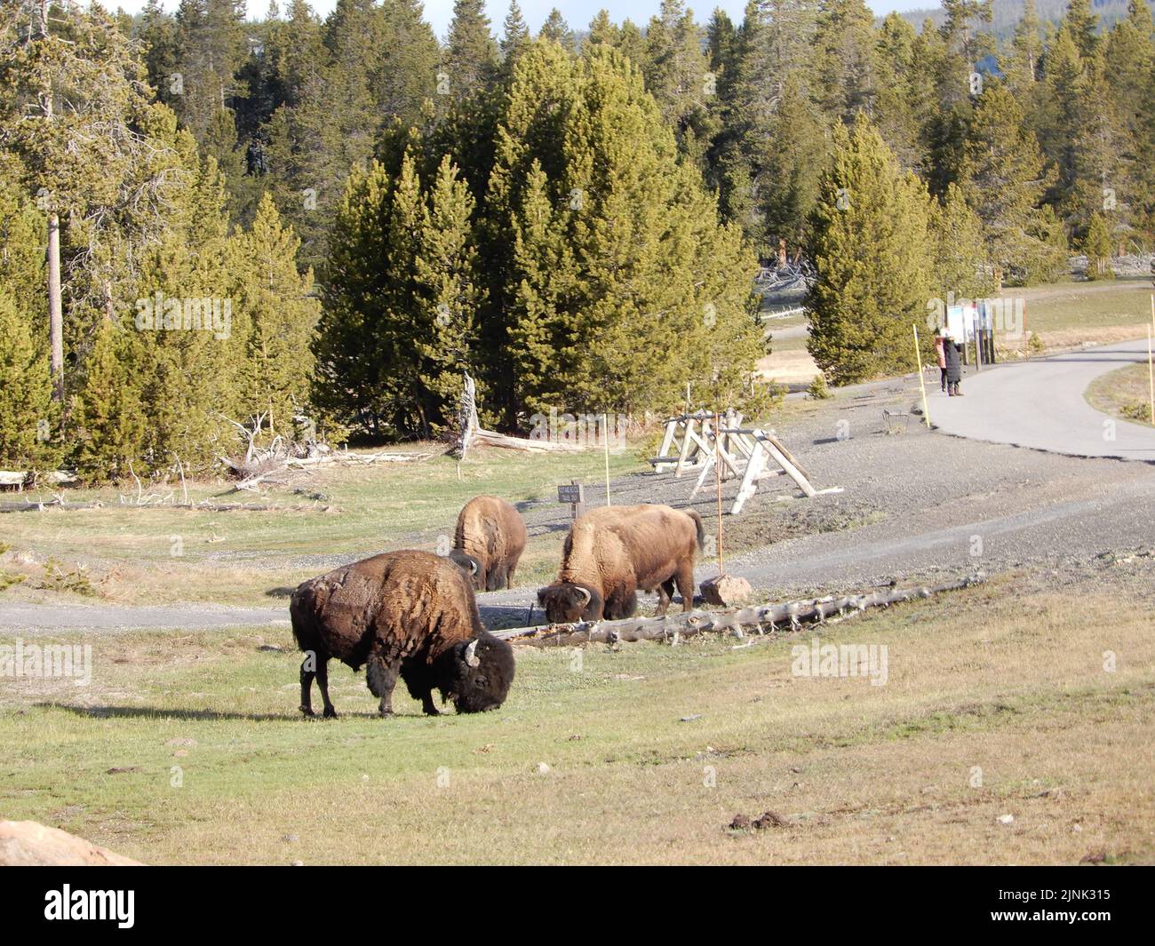 Yellowstone National Park, U.S.A. 5/21-24/2022. American Bison. 5,000 ...