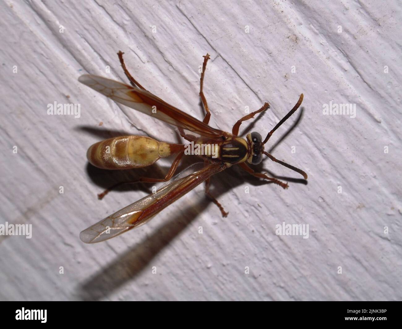 tropical Wasp isolated and resting on a white background in the jungle ...