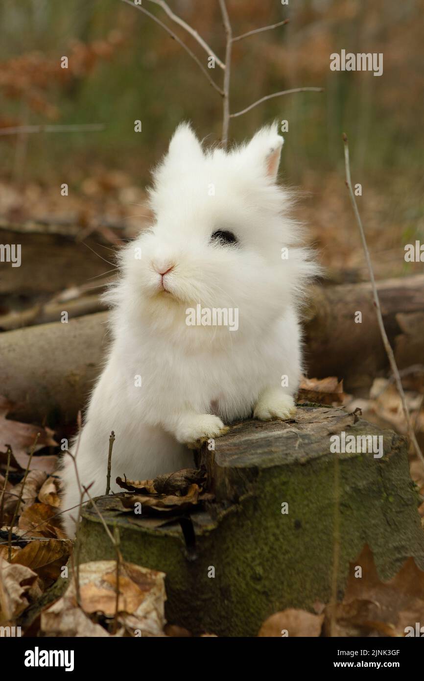 A vertical shot of a cute white bunny with ears up and his paws on an ...