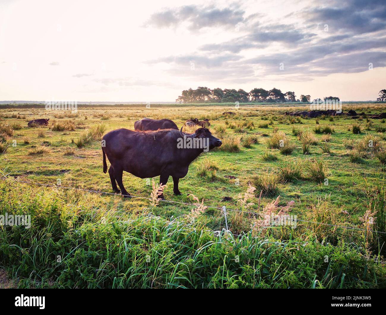 2 water buffalo hi-res stock photography and images - Alamy