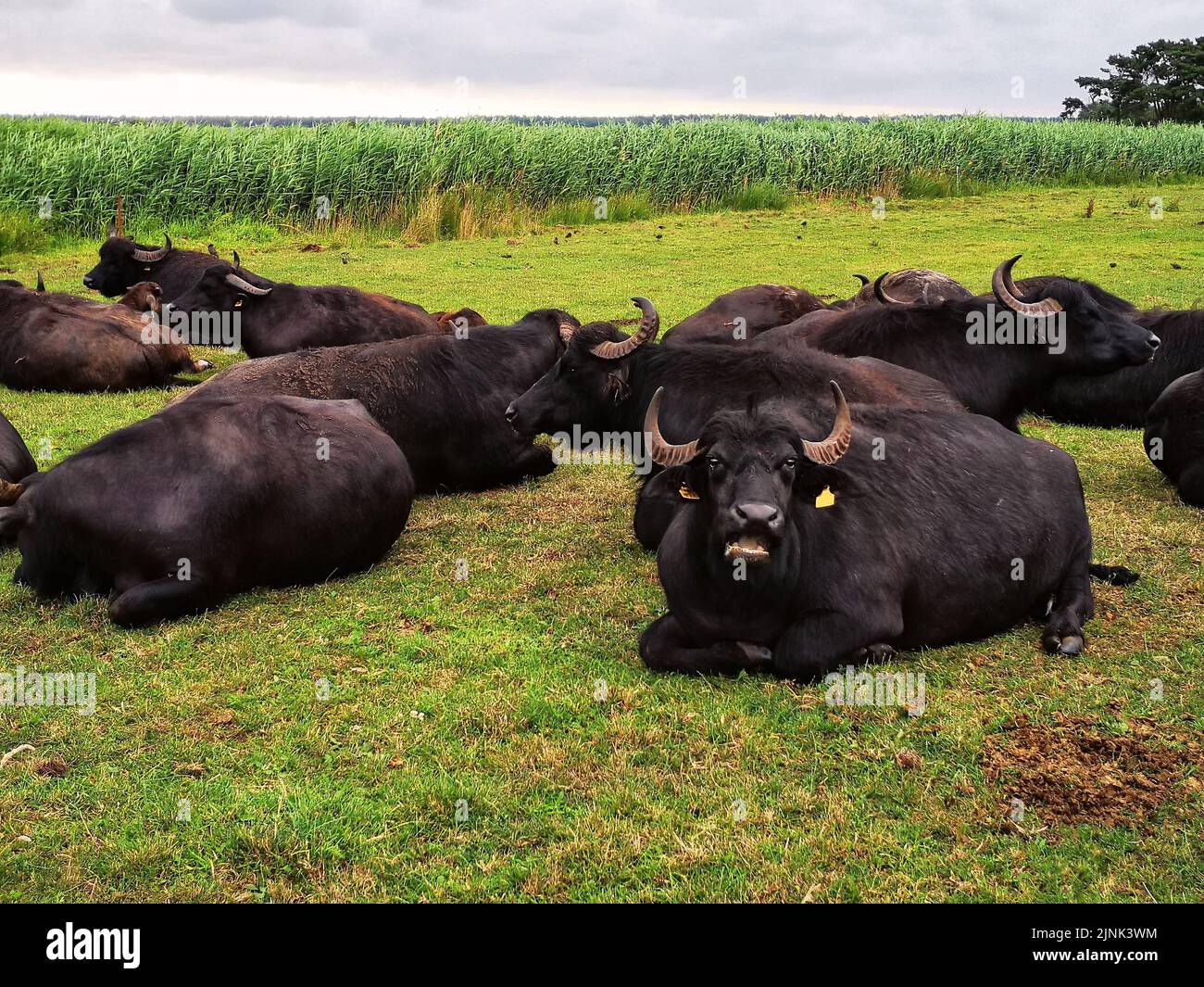 water buffalo, cattle herd, water buffalos, cattle herds Stock Photo ...