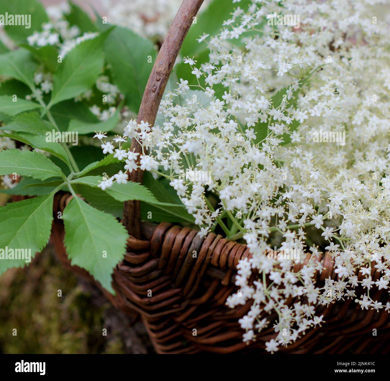 elderflowers, elder flower Stock Photo - Alamy