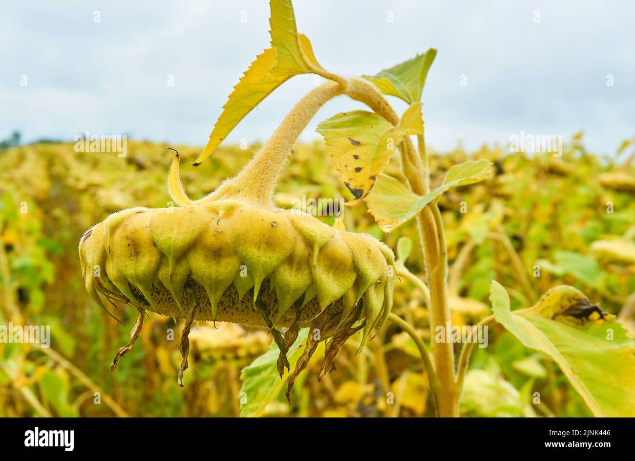 A ripe sunflower full seeds is a raw material for the production of ...