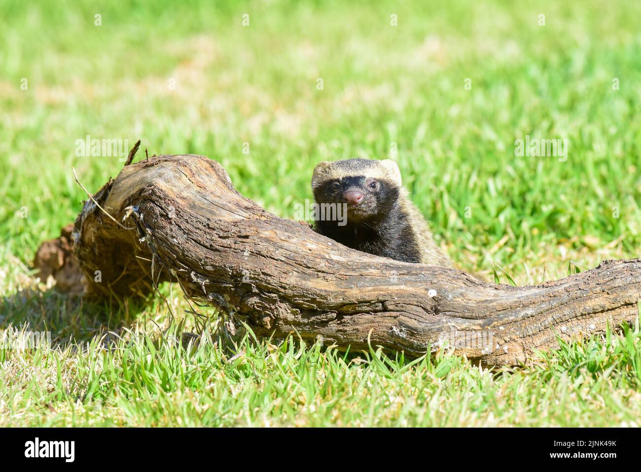 Little grison, in Pampas grassland environment, La Pampa Province ...
