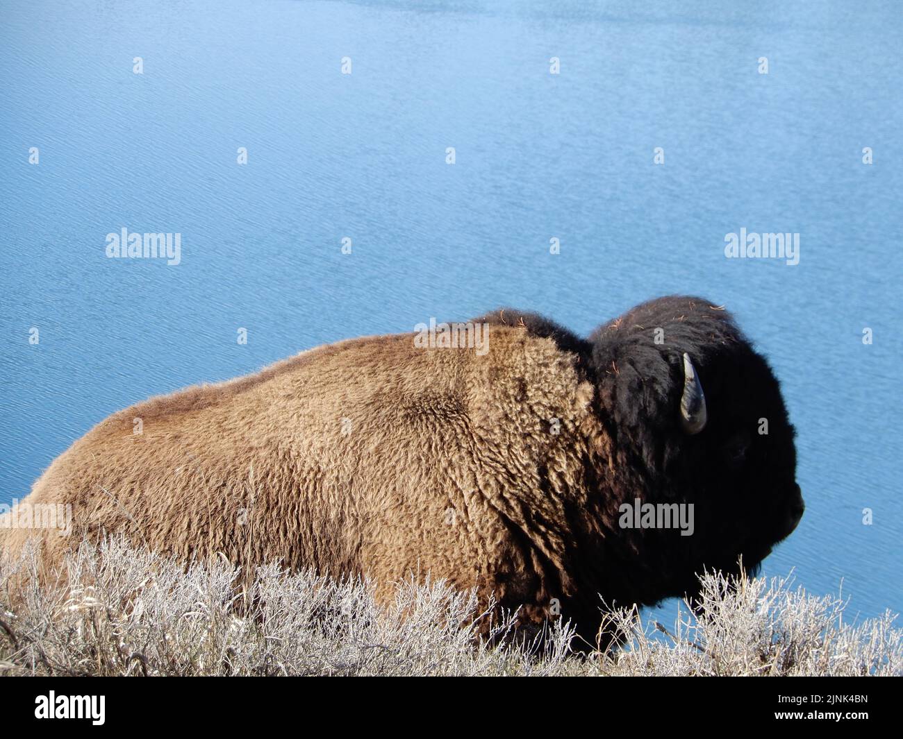 Yellowstone National Park, U.S.A. 5/21-24/2022. American Bison. 5,000 ...