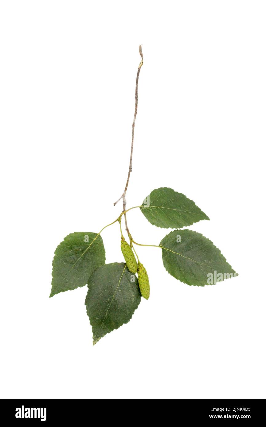 one birch branch and fruit close up isolated on white background ...