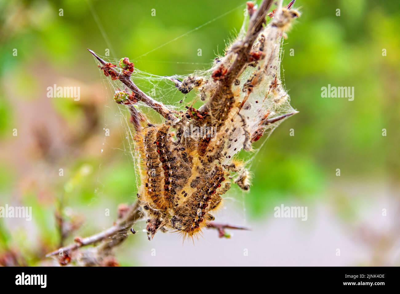 eichen-prozessionsspinner, thaumetopoea processionea Stock Photo - Alamy