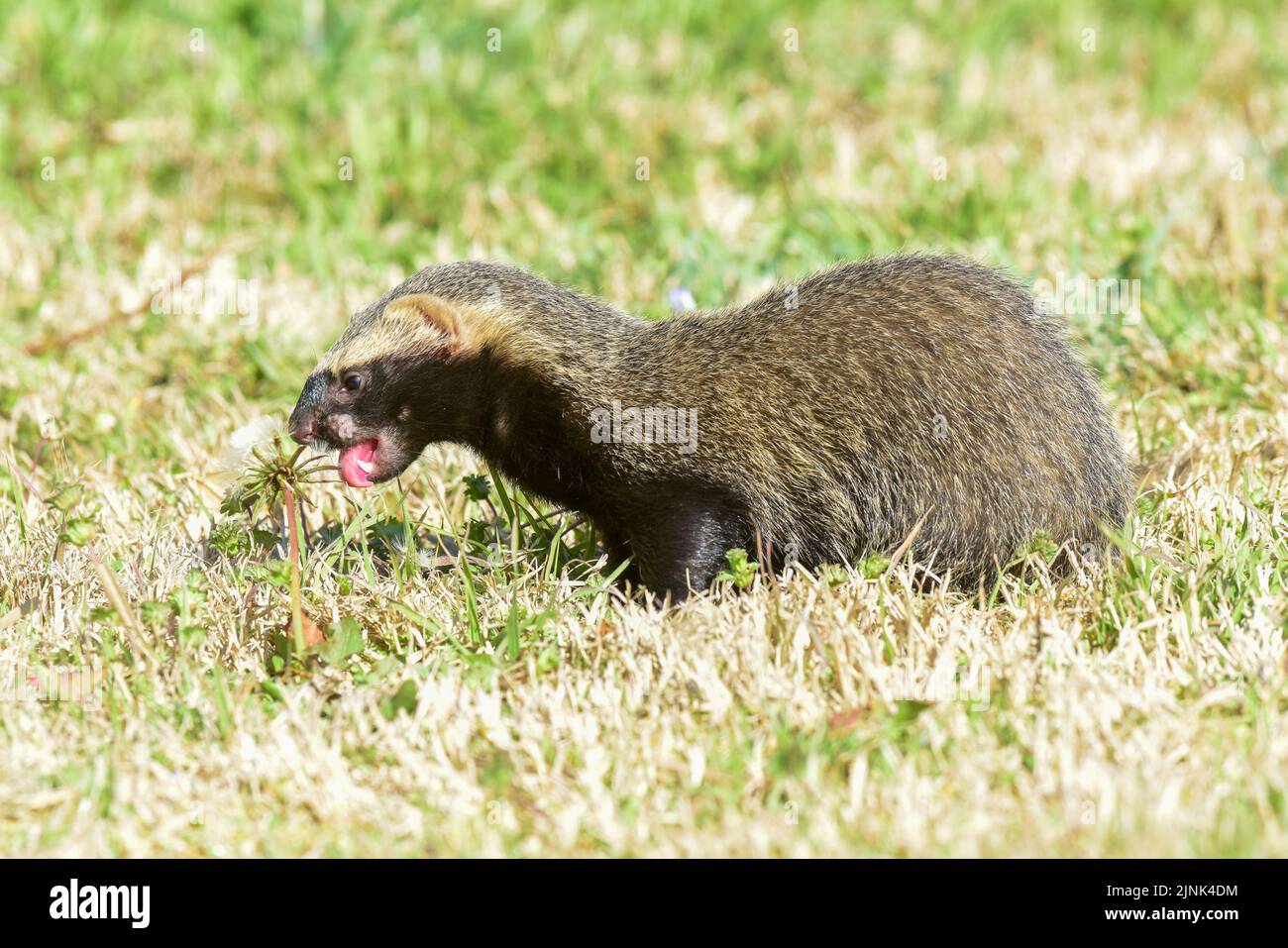 Grassland environment hi-res stock photography and images - Alamy