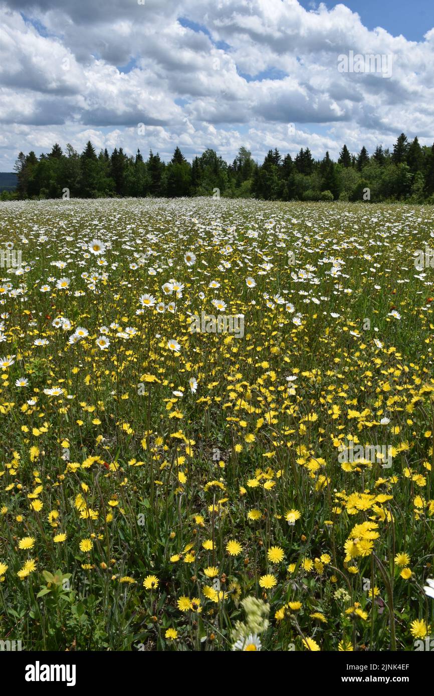 A blooming daisy field, Sainte-Apolline, Quebec, Canada Stock Photo - Alamy