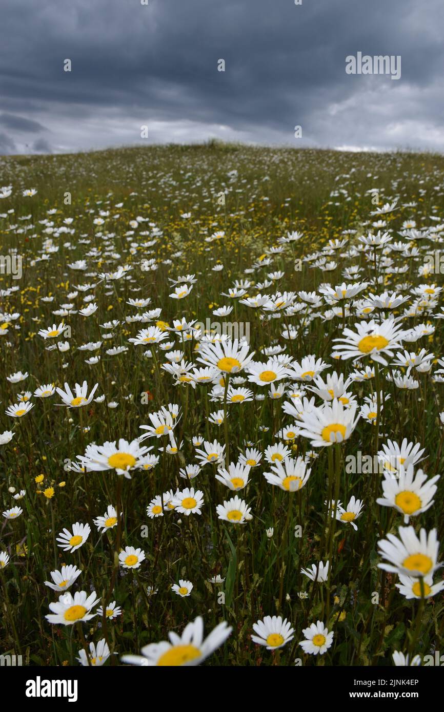 A blooming daisy field, Sainte-Apolline, Quebec, Canada Stock Photo - Alamy