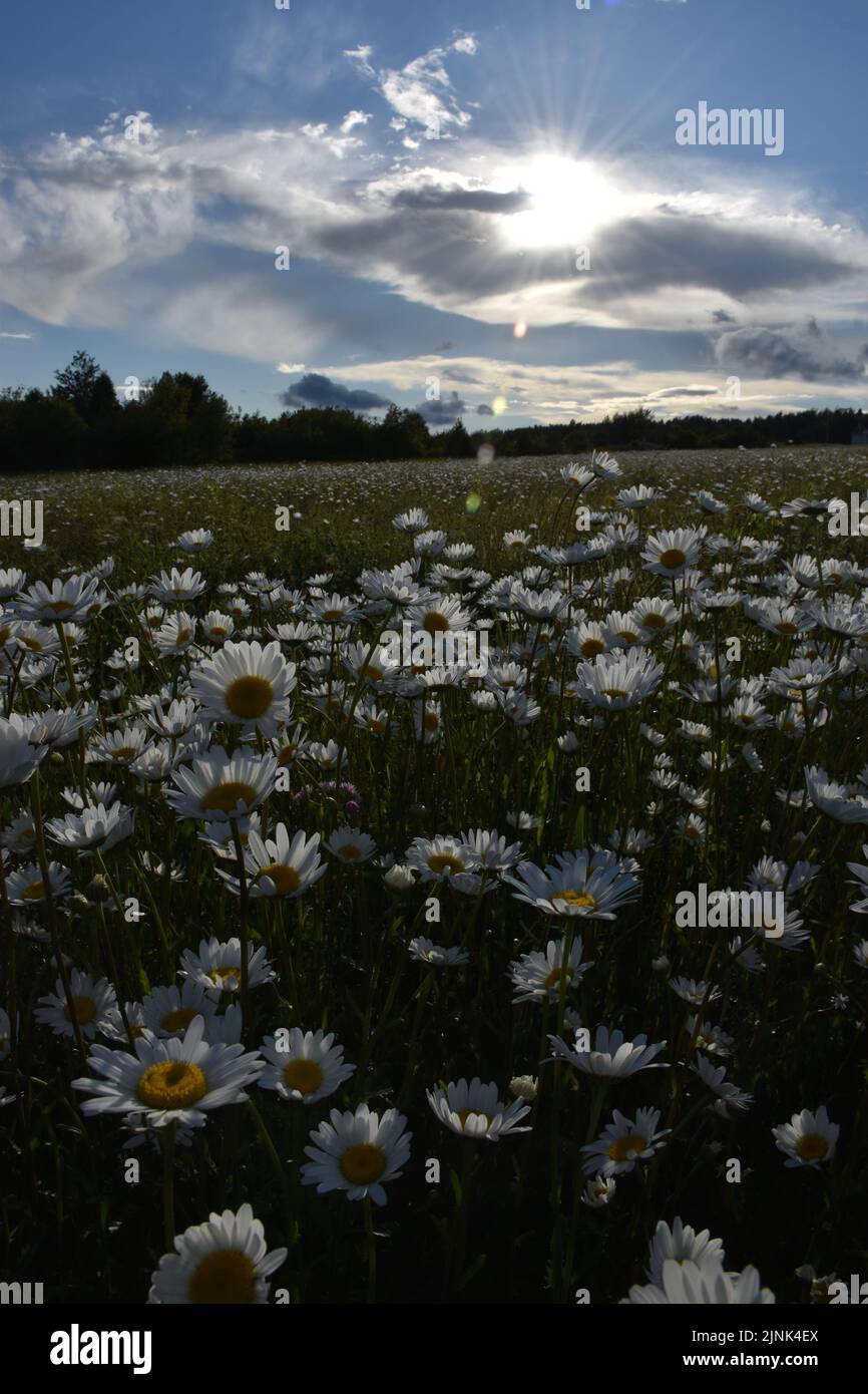 A blooming daisy field, Sainte-Apolline, Quebec, Canada Stock Photo - Alamy