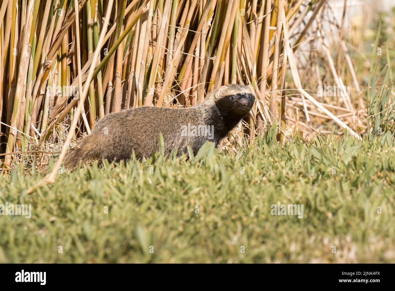 Little grison galictis cuja hi-res stock photography and images - Alamy