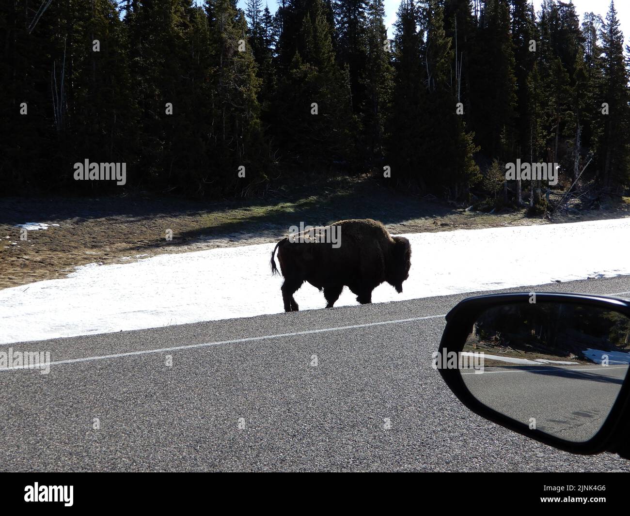 Yellowstone National Park, U.S.A. 5/21-24/2022. American Bison. 5,000 ...