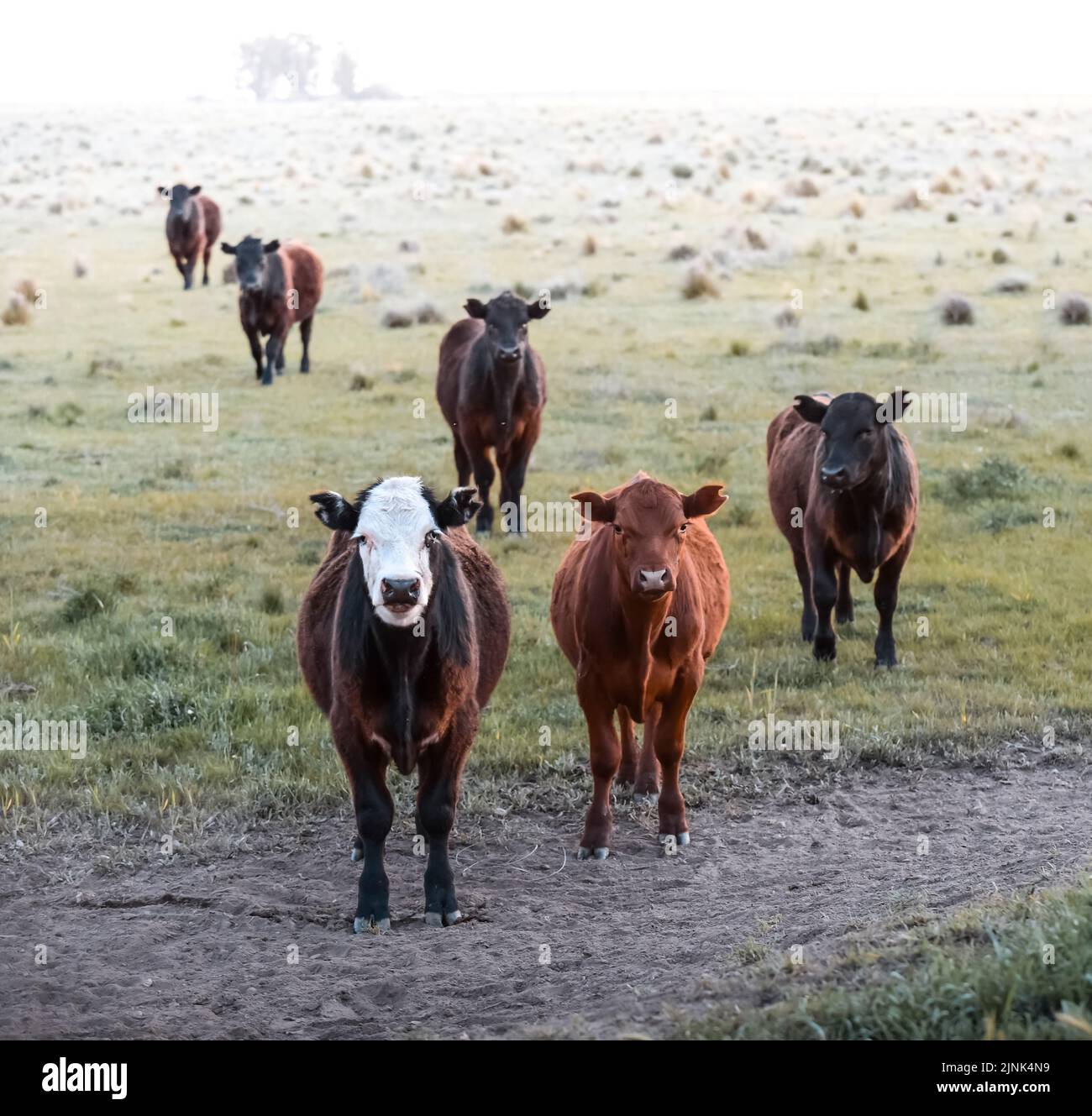 Cows raised with natural pastures, meat production in the Argentine ...