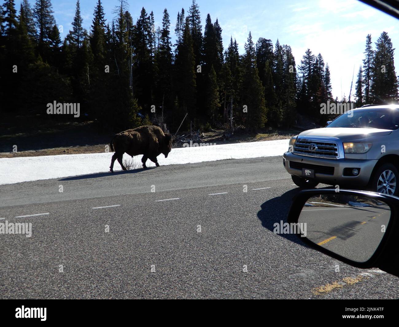 Yellowstone National Park, U.S.A. 5/21-24/2022. American Bison. 5,000 ...