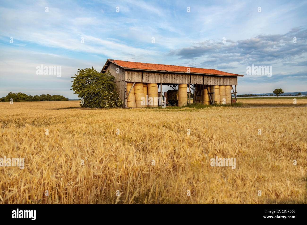 A wooden barn with stacked dry hay bales surrounded by a golden wheat ...
