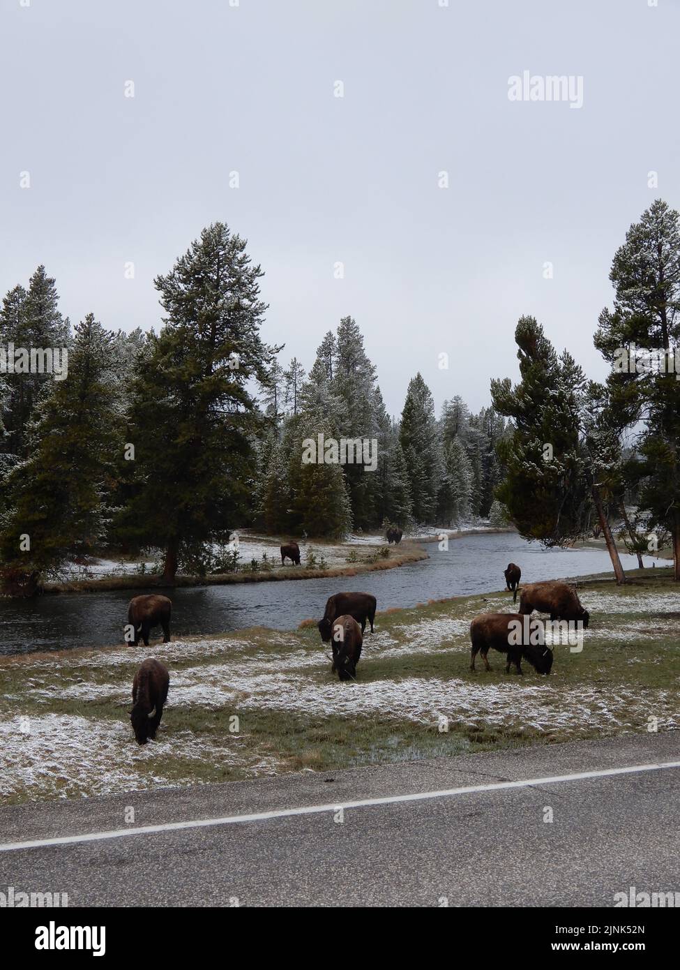 Yellowstone National Park, U.S.A. 5/21-24/2022. American Bison. 5,000 ...