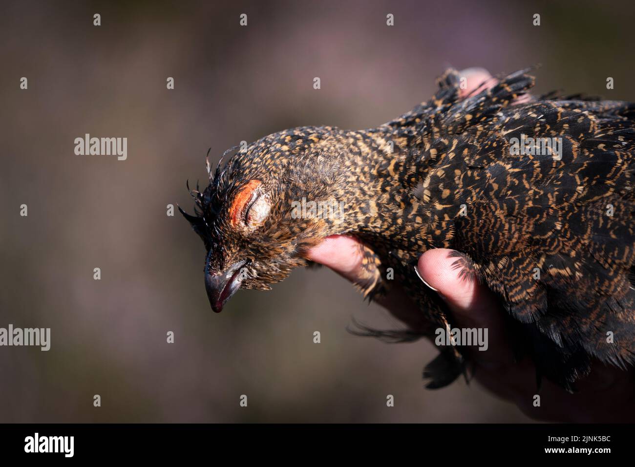 A member of a shooting party with a bird on the moors in Dunkeld ...