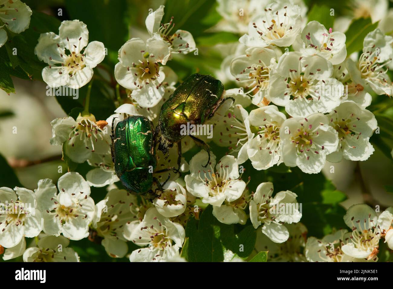 rose chafer, cetonia aurata, rose chafers Stock Photo - Alamy