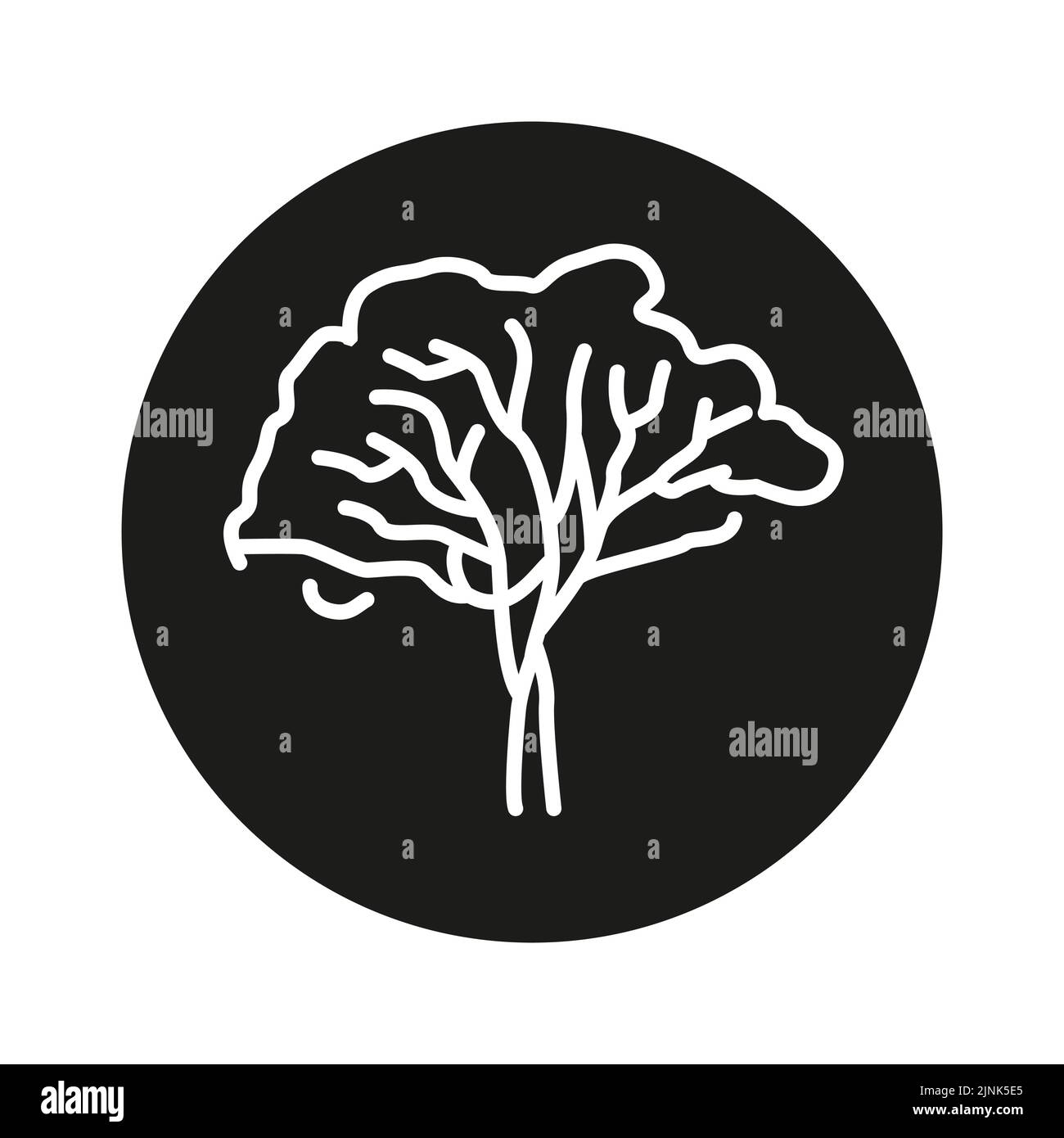 Eucalyptus tree trunk background Stock Vector Images - Alamy