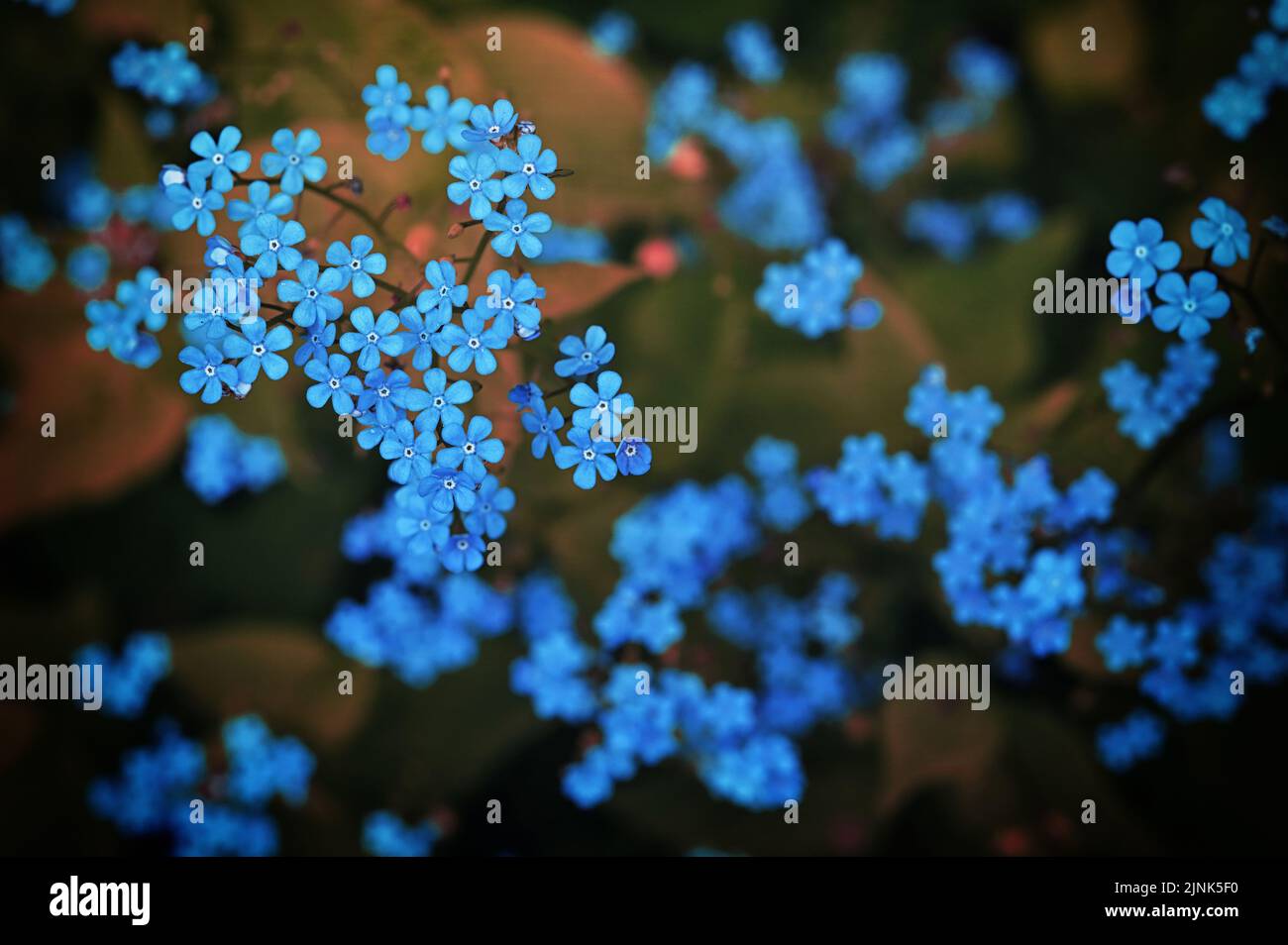 siberian bugloss, brunnera macrophylla Stock Photo - Alamy