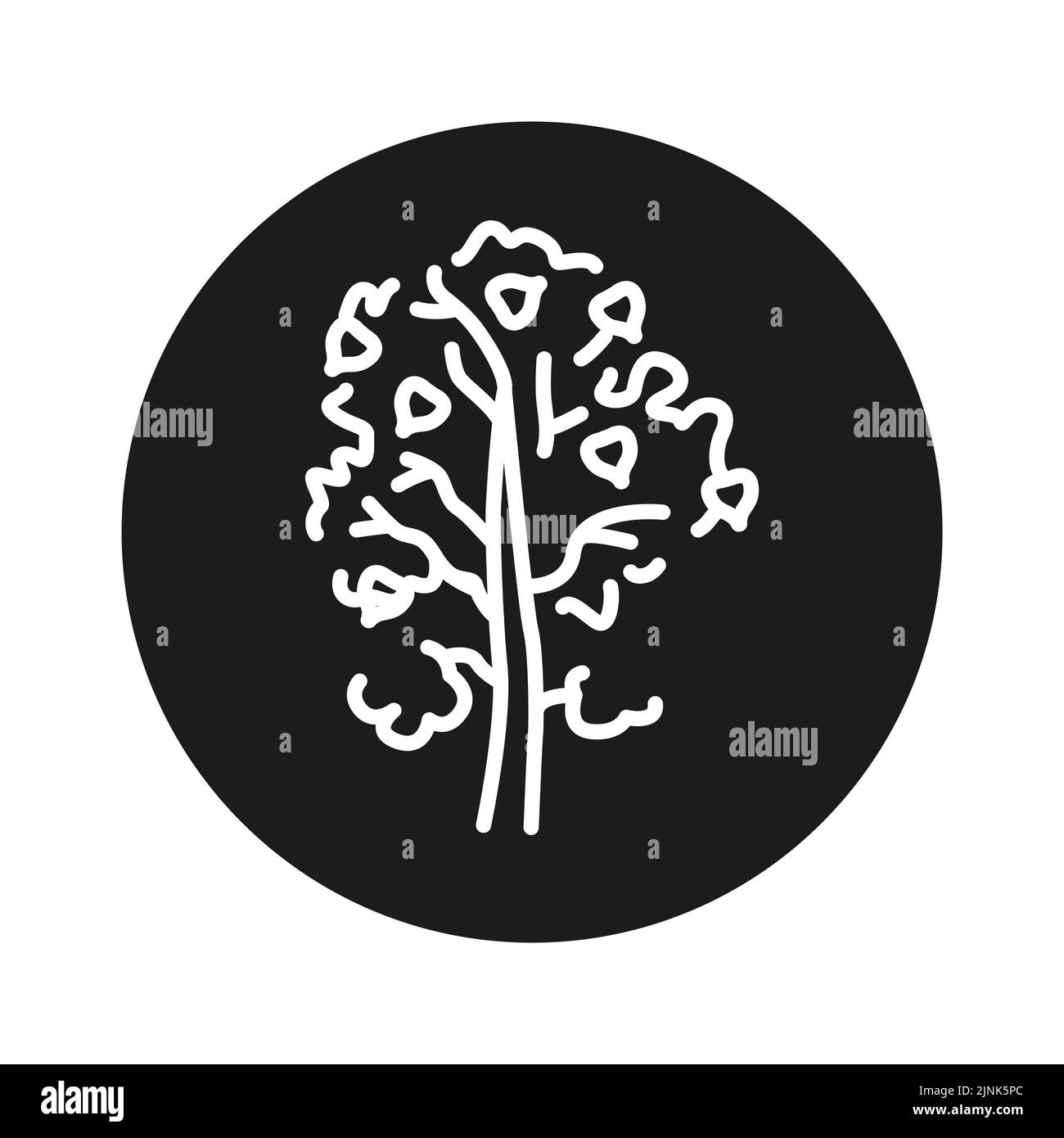 Aspen forest summer Stock Vector Images - Alamy