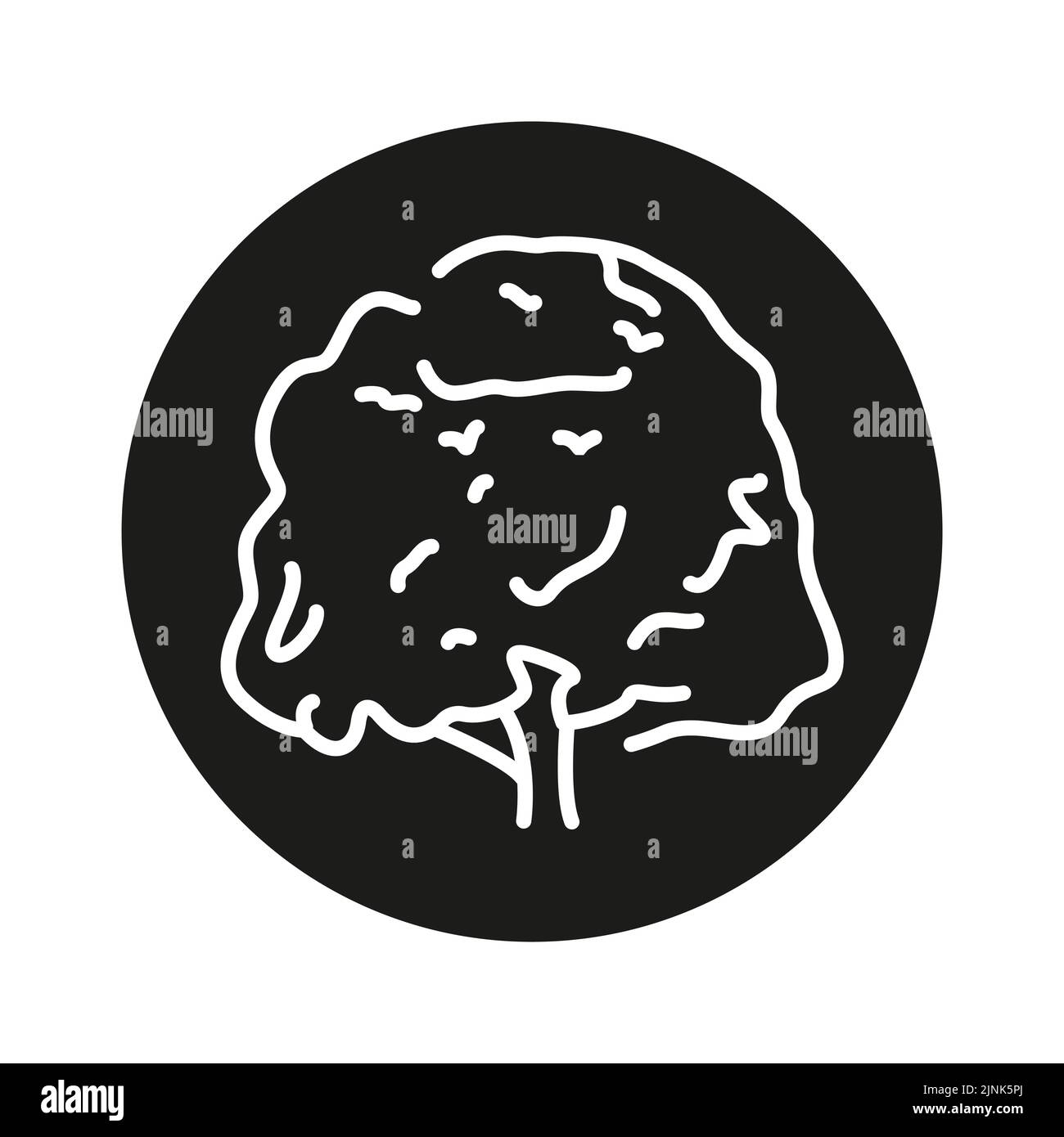 Beech tree line drawing Stock Vector Images - Alamy