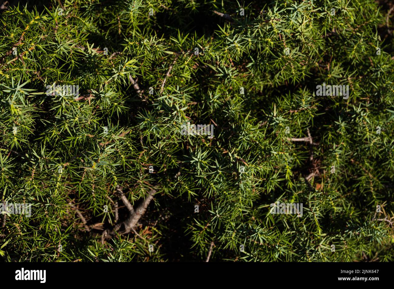 Top view of juniper. Nature background. Coniferous trees Stock Photo ...