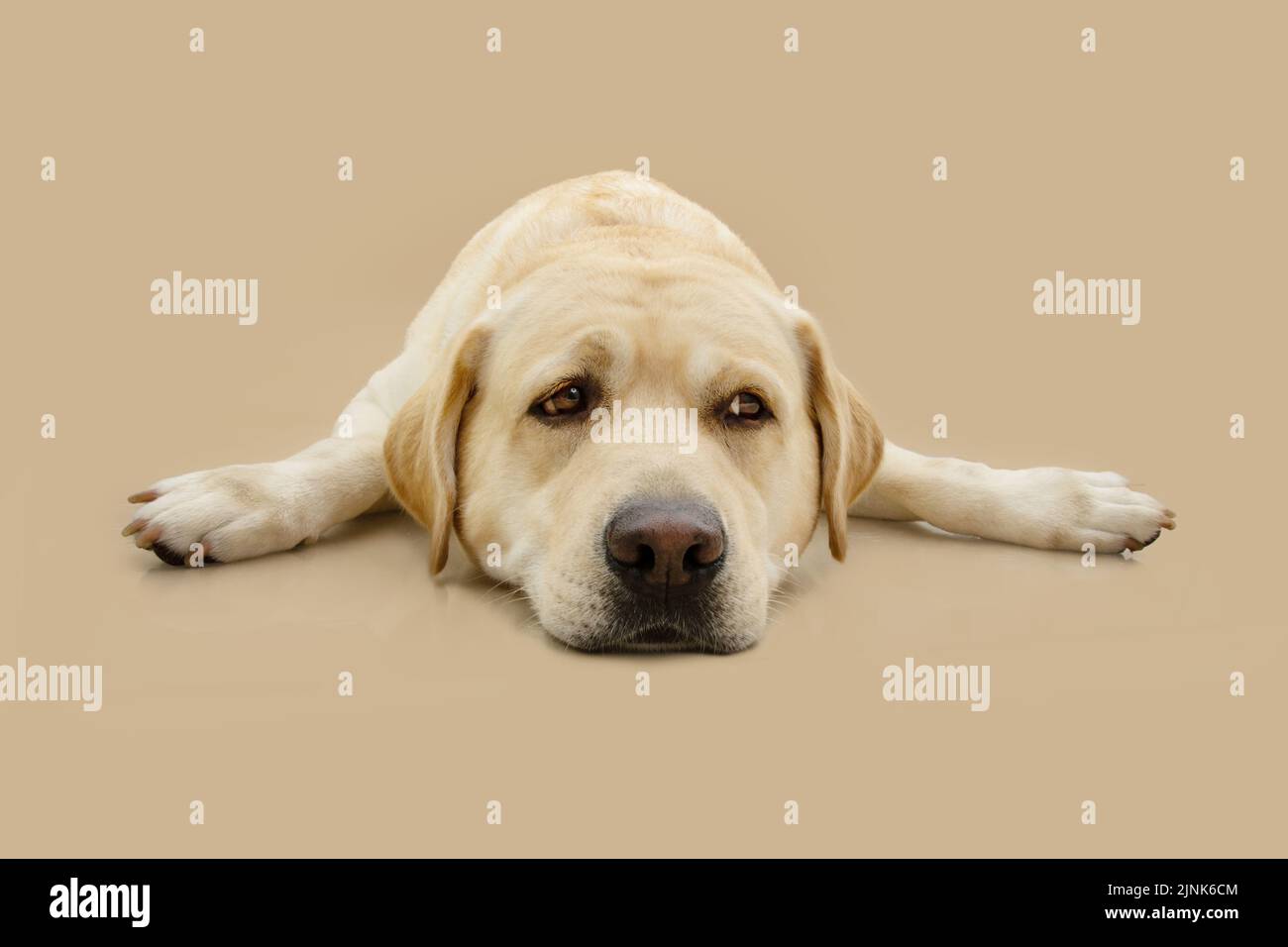 Portrait labrador retriever dog with sad expression face lying down ...