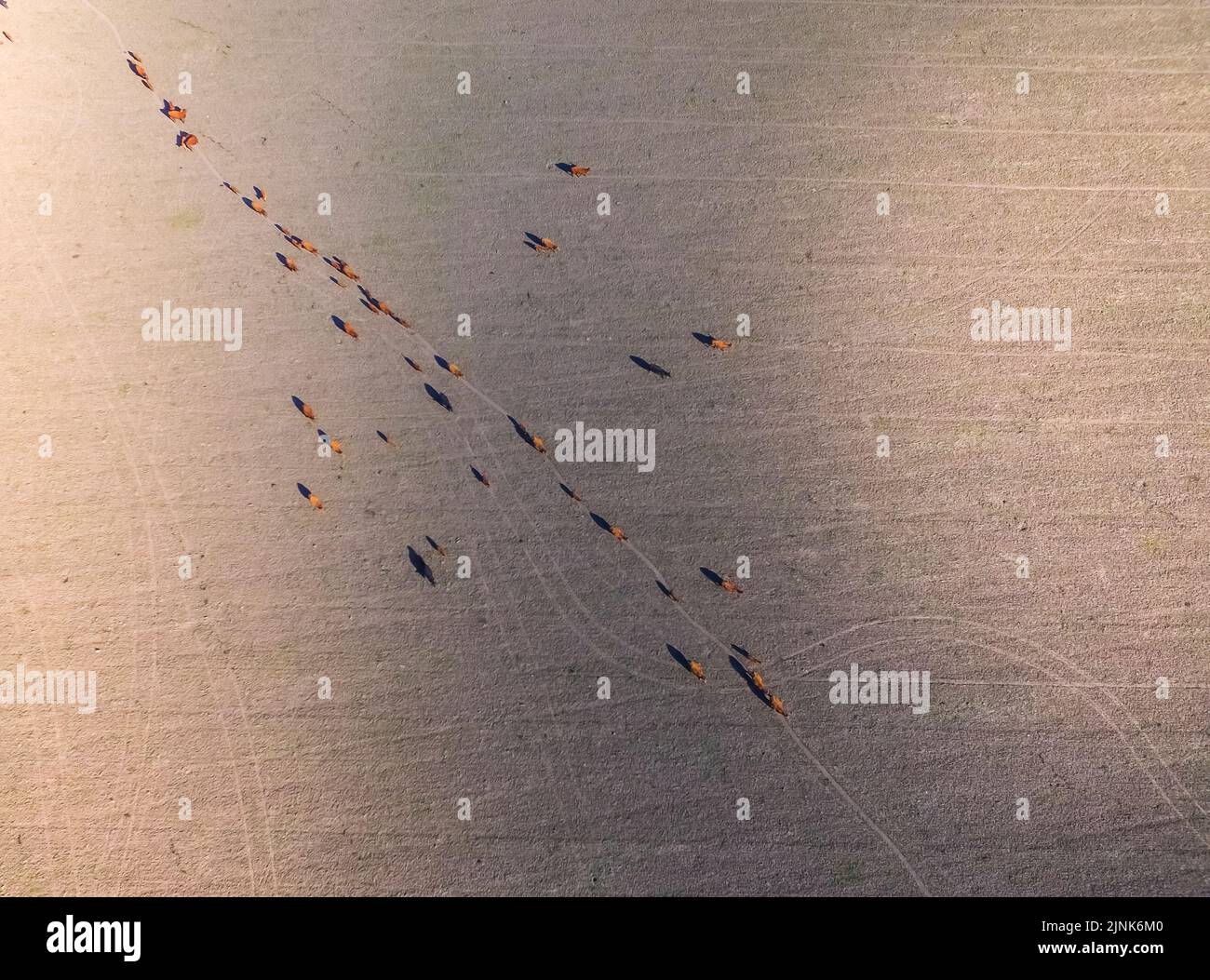 Steers raised with natural pastures, meat production in the Argentine ...