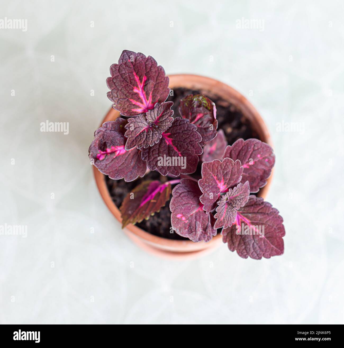A top view of a potted coleus plant with purple leaves Stock Photo - Alamy