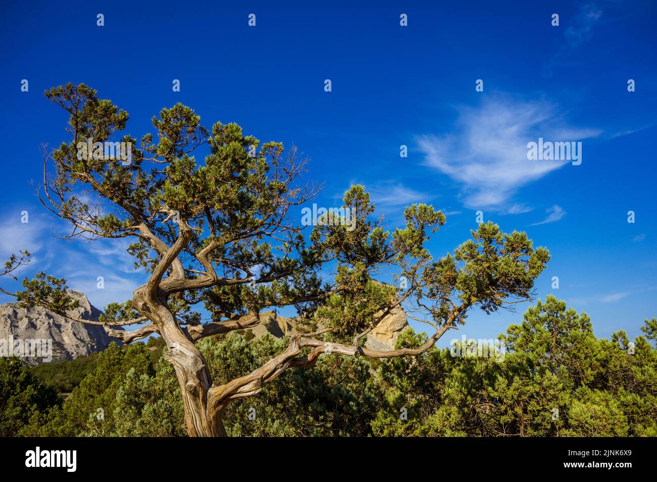 Juniper grove. Summer nature of Crimea. Scenic landscape Stock Photo ...