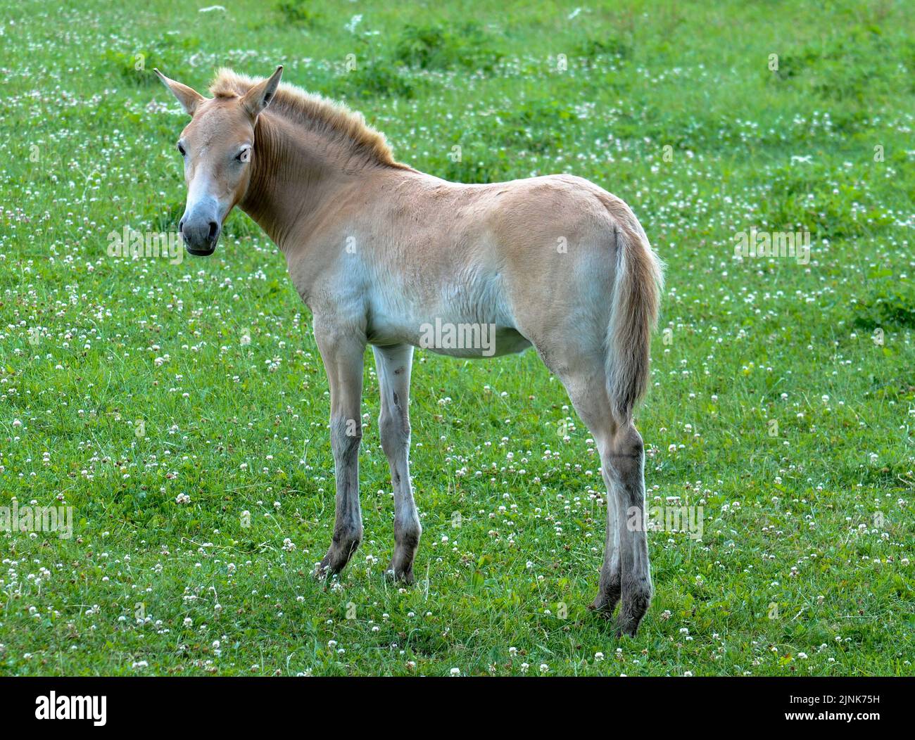 a pony of Mongolian horse, or Przewalski horse as seen in the nature ...