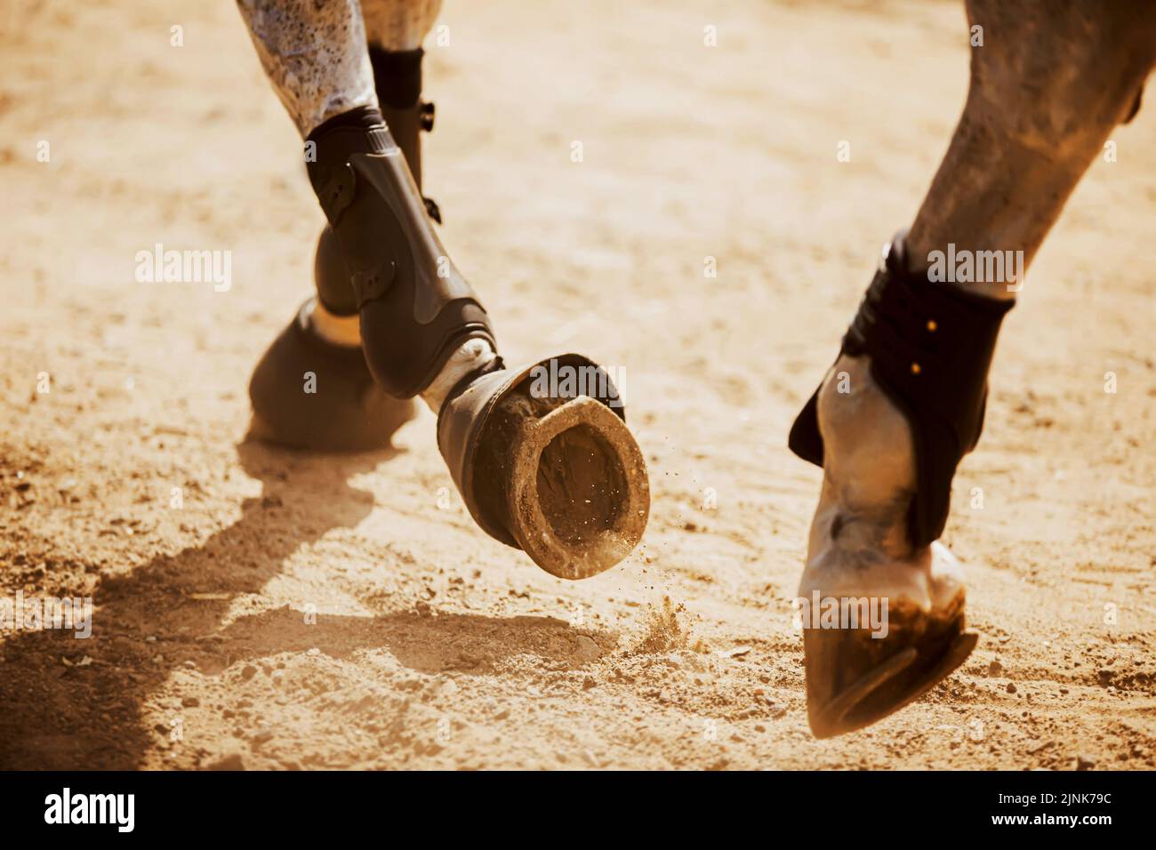 The horse's shod hooves tread on the sand, raising dust on a sunny day ...
