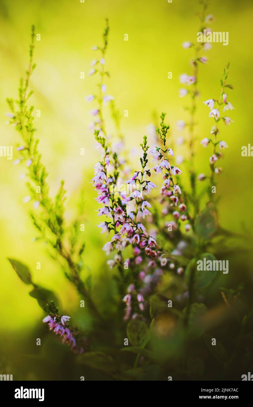 Beautiful pink healing flowers of fragrant heather bloom on thin stems ...