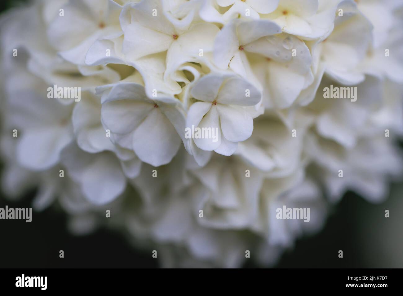 Rounded white flowers of Viburnum plant in the garden Stock Photo - Alamy