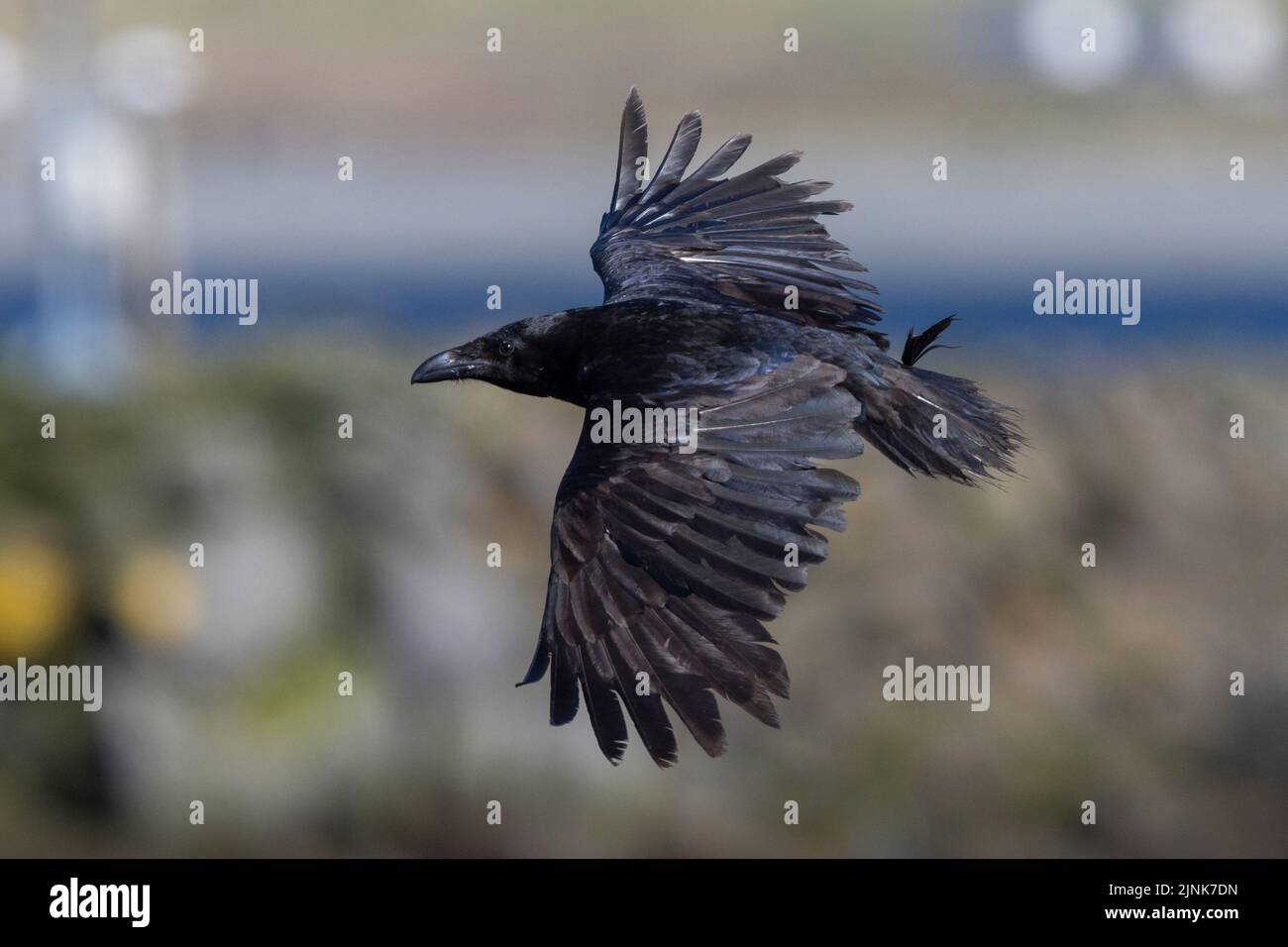 Common Raven Corvus corax varius), side view of an adult in flight ...